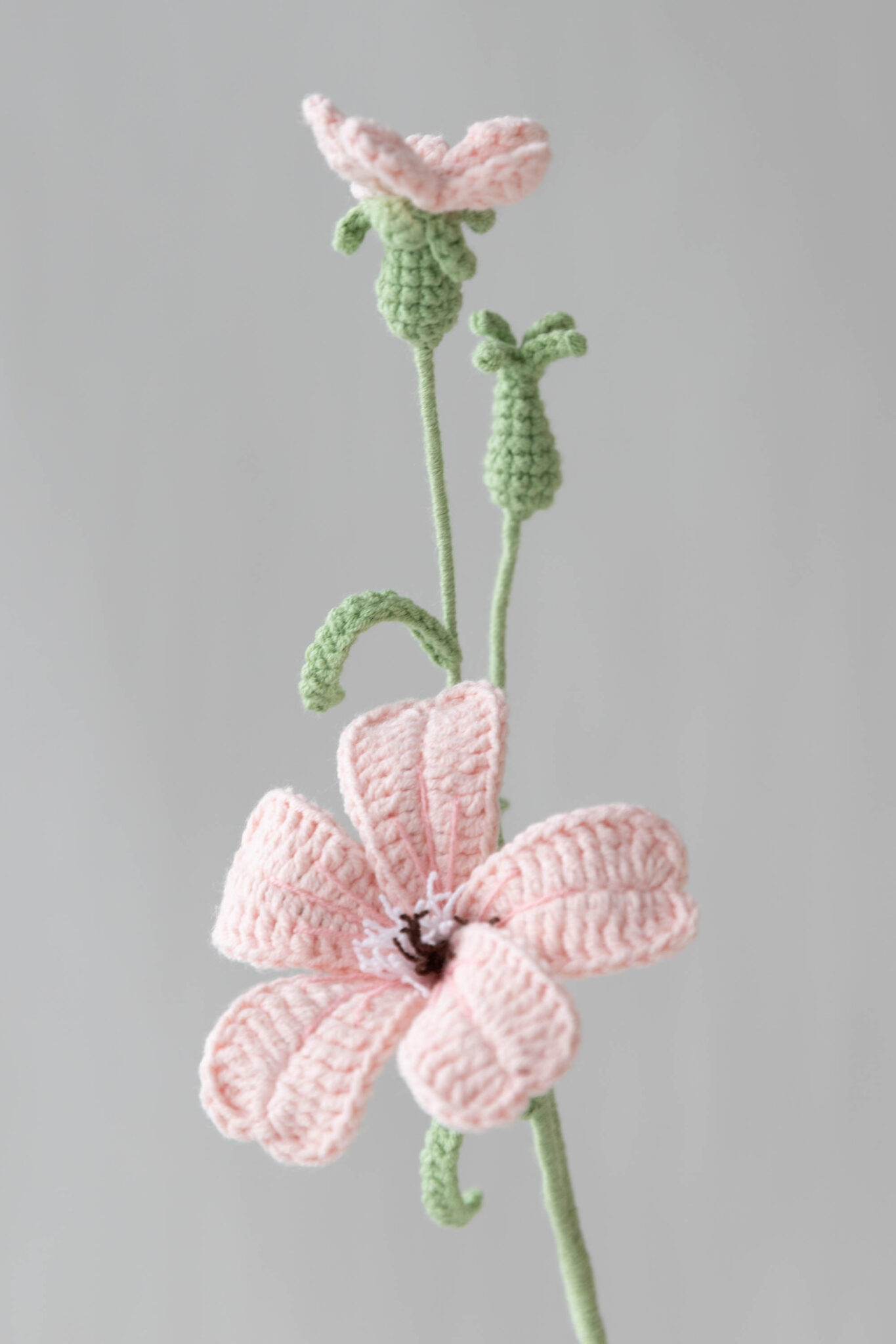 Crochet Agrostemma Githago - Free Pattern - Hookok